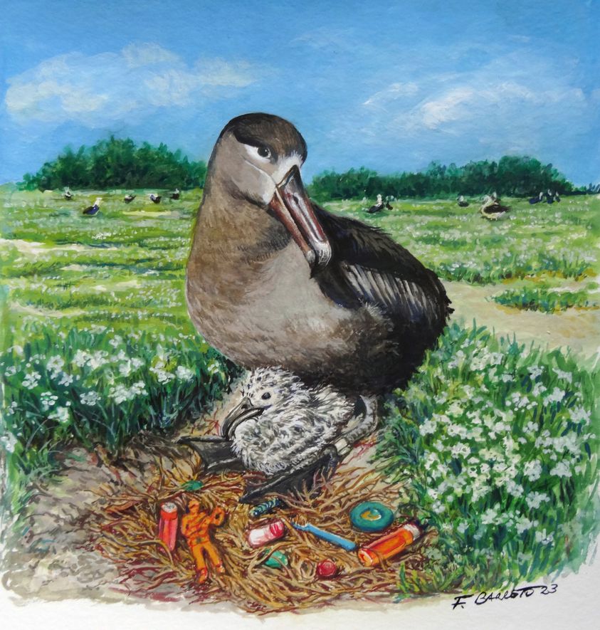 Agreement on the Conservation of Albatrosses and Petrels - Brazilian ...