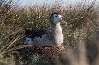 Agreement on the Conservation of Albatrosses and Petrels - Wandering ...