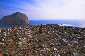 Agreement on the Conservation of Albatrosses and Petrels - ACAP ...