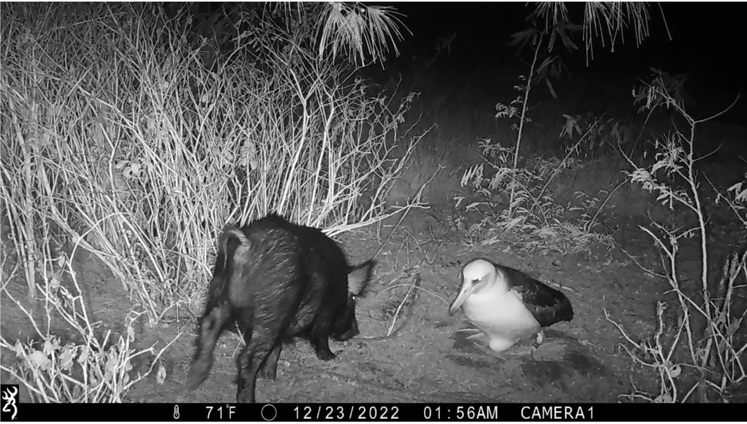 Agreement on the Conservation of Albatrosses and Petrels - UPDATED ...
