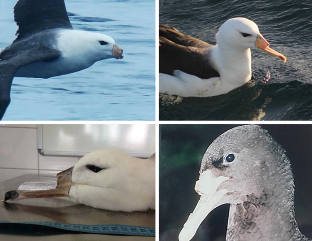 Agreement on the Conservation of Albatrosses and Petrels - UPDATED WITH ...