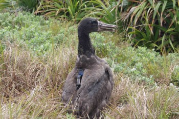 Agreement on the Conservation of Albatrosses and Petrels - Prolonged ...