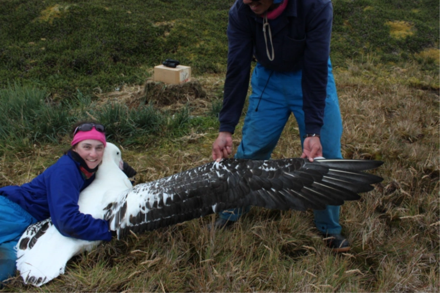Wandering Albatross Size Comparison