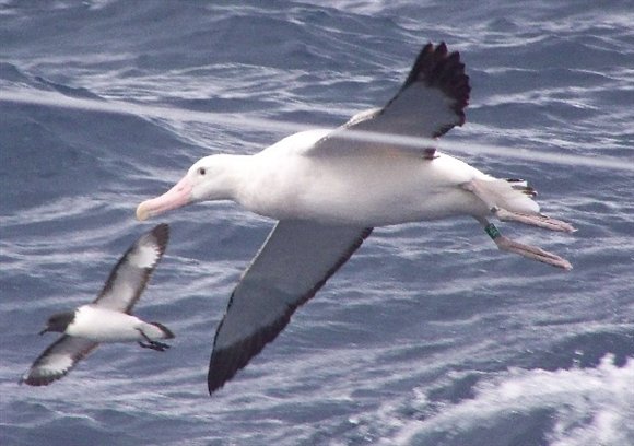 Agreement on the Conservation of Albatrosses and Petrels - Wandering ...