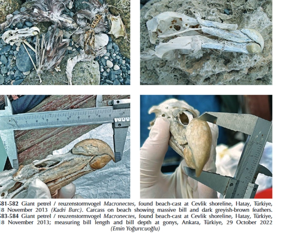 Agreement on the Conservation of Albatrosses and Petrels - The remains ...