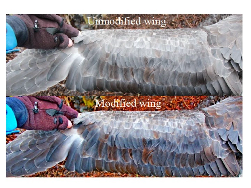 Agreement on the Conservation of Albatrosses and Petrels ...