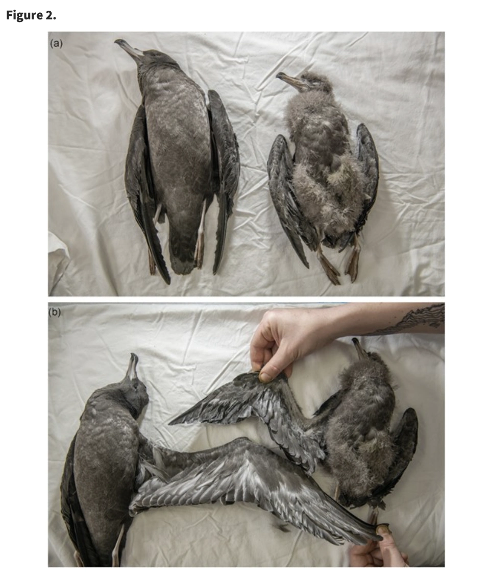 Agreement on the Conservation of Albatrosses and Petrels - Long-term ...