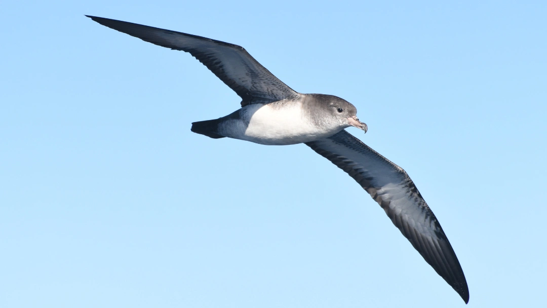 Agreement on the Conservation of Albatrosses and Petrels - Oikonos ...