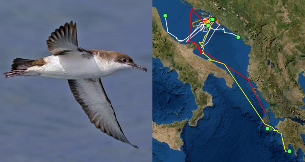 Agreement on the Conservation of Albatrosses and Petrels - Tracking the ...