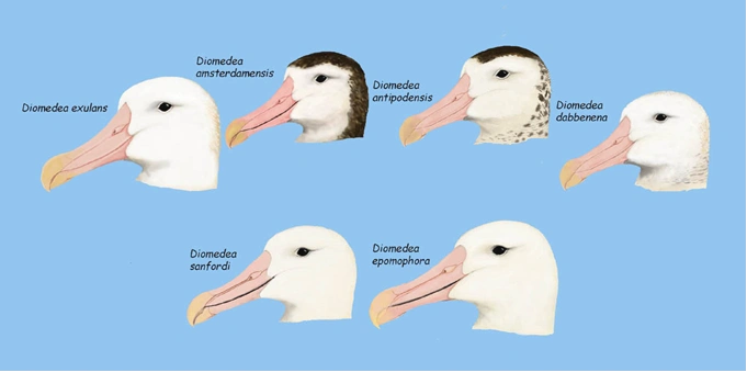 Agreement on the Conservation of Albatrosses and Petrels - UPDATED WITH ...